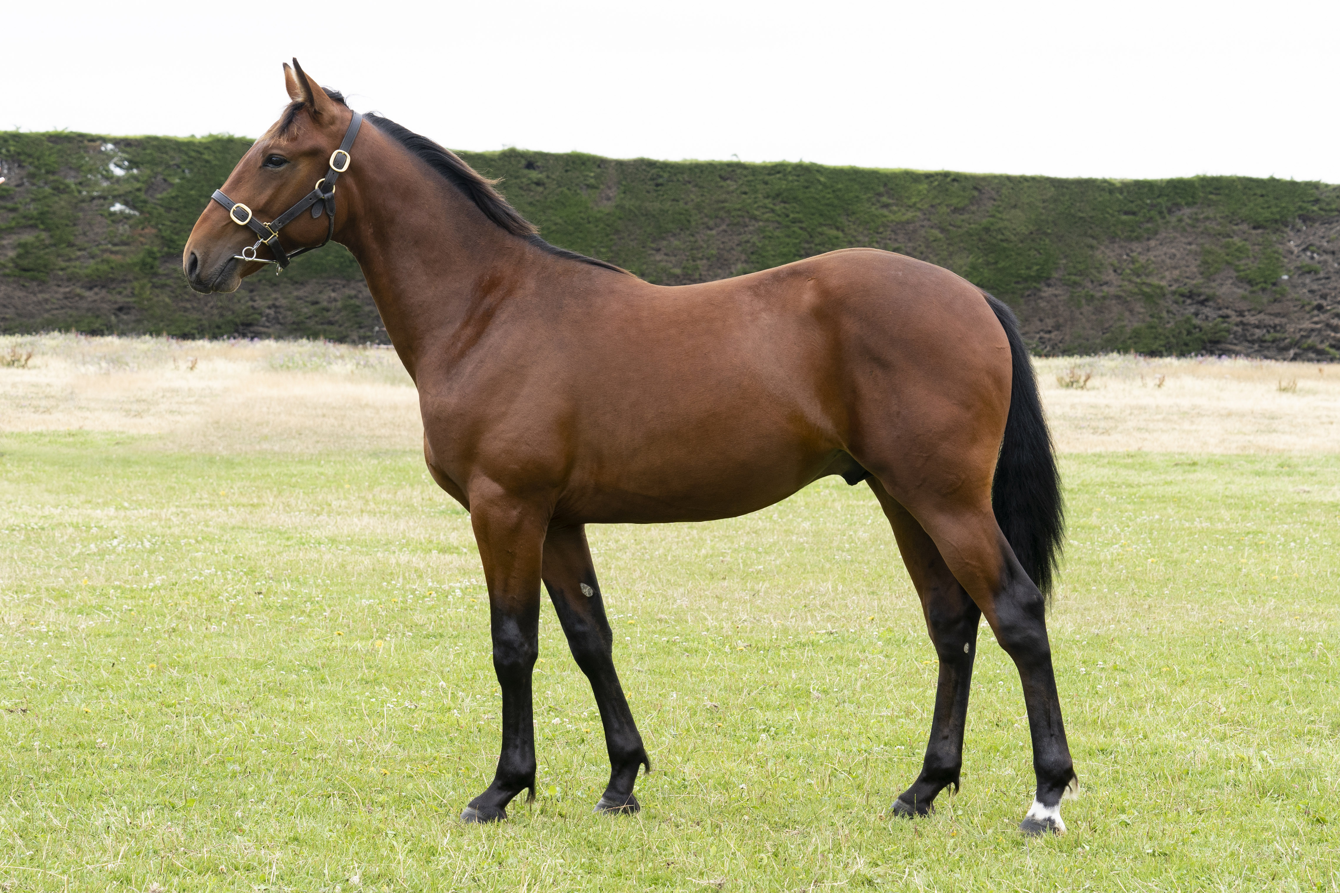 NZB Standardbred | Ajira | 2020 National Standardbred Yearling Sale ...